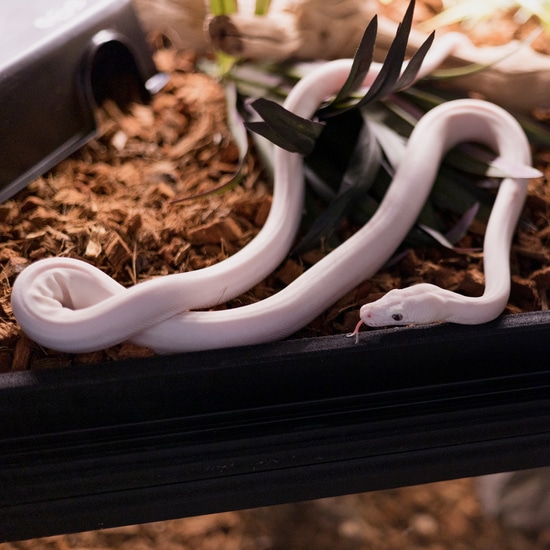 50%SD Super Phantom Het Anery Pos Sunfire Reticulated Python by Rubber ...