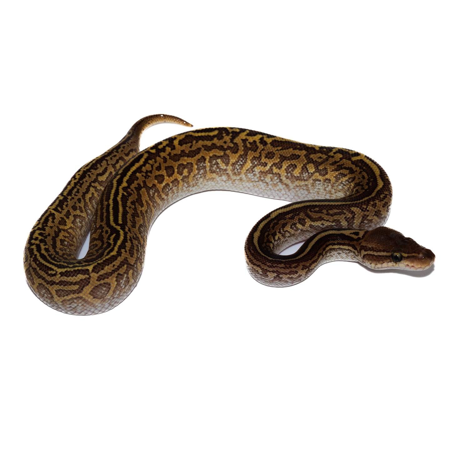 Lesser Monsoon Ball Python By Rubber City Royals Llc Morphmarket