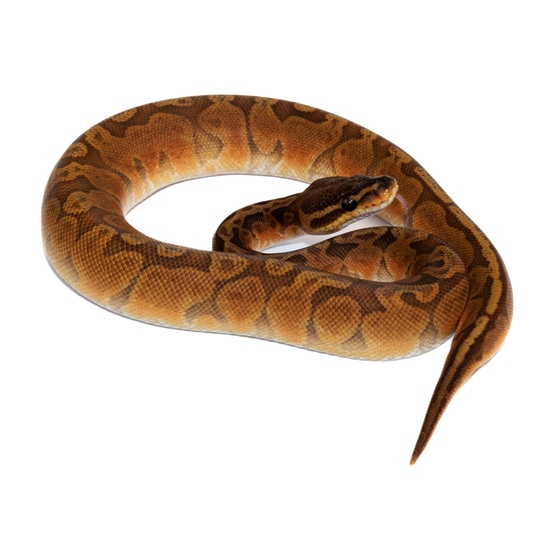 Sunset Het Hypo Ball Python by Rubber City Royals LLC