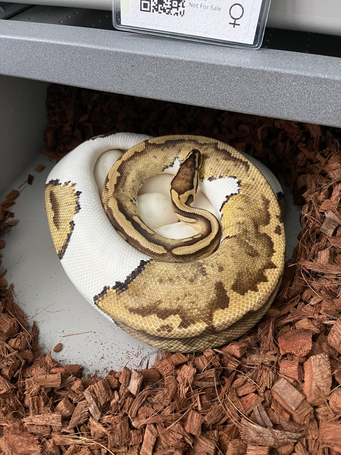 Piebald Ball Python by Rubber City Royals LLC - MorphMarket