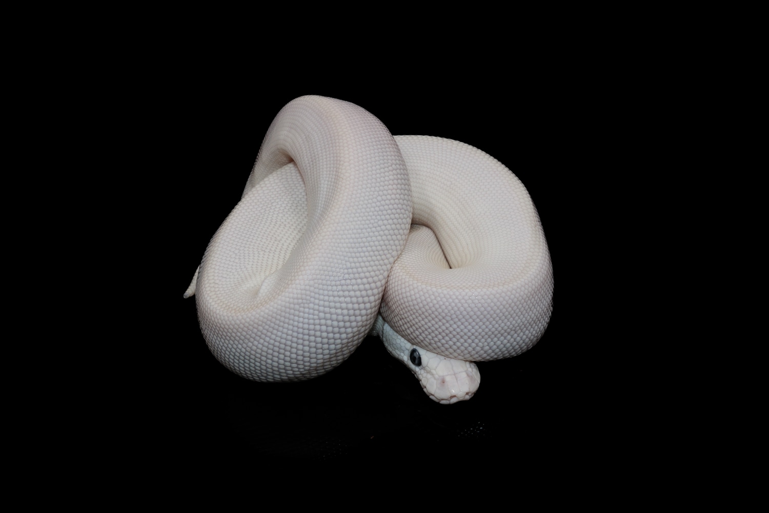 Blue Eyed Lucy (Mojave Lesser) Ball Python by Rubber City Royals LLC ...