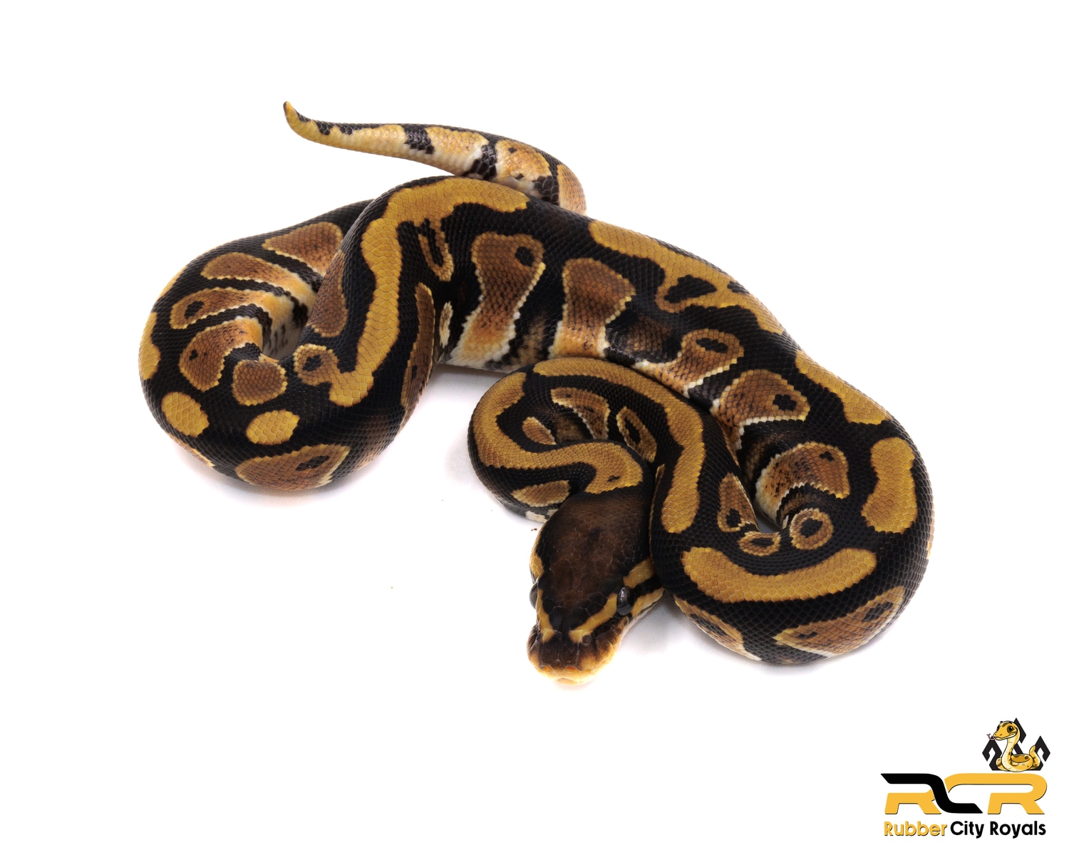 100% Dh Clown/Ultramel, 66% Het Piebald, 50% Het Hypo Ball Python by ...