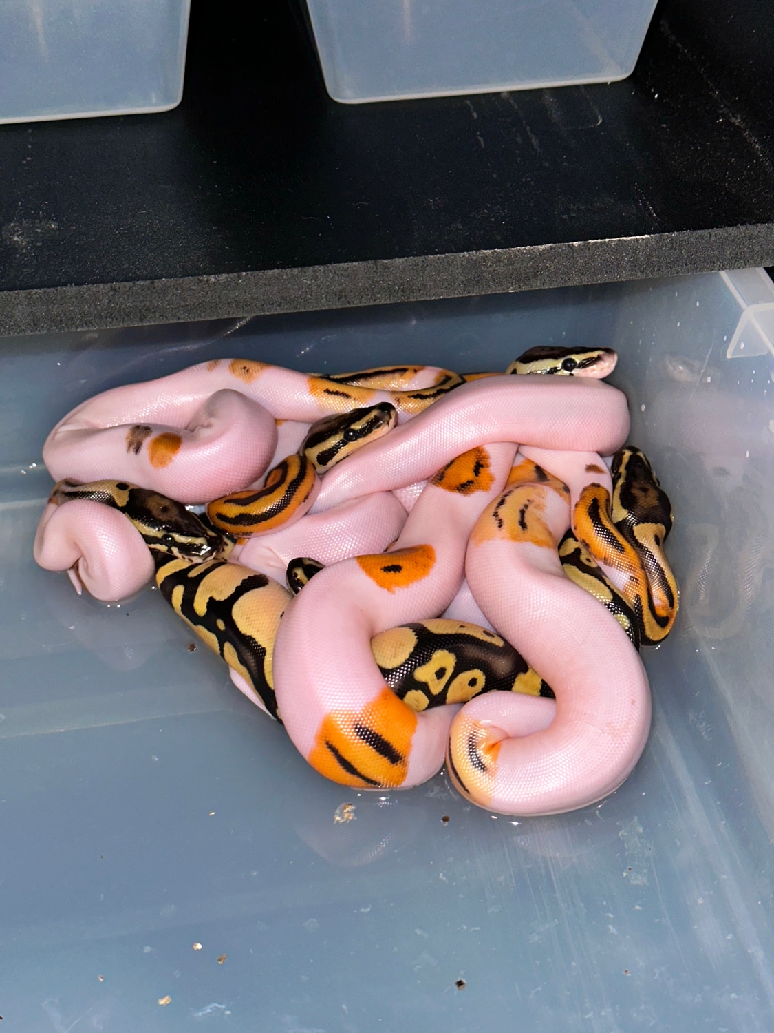 Ball Python Clutch: 2303 by Rubber City Royals LLC - MorphMarket