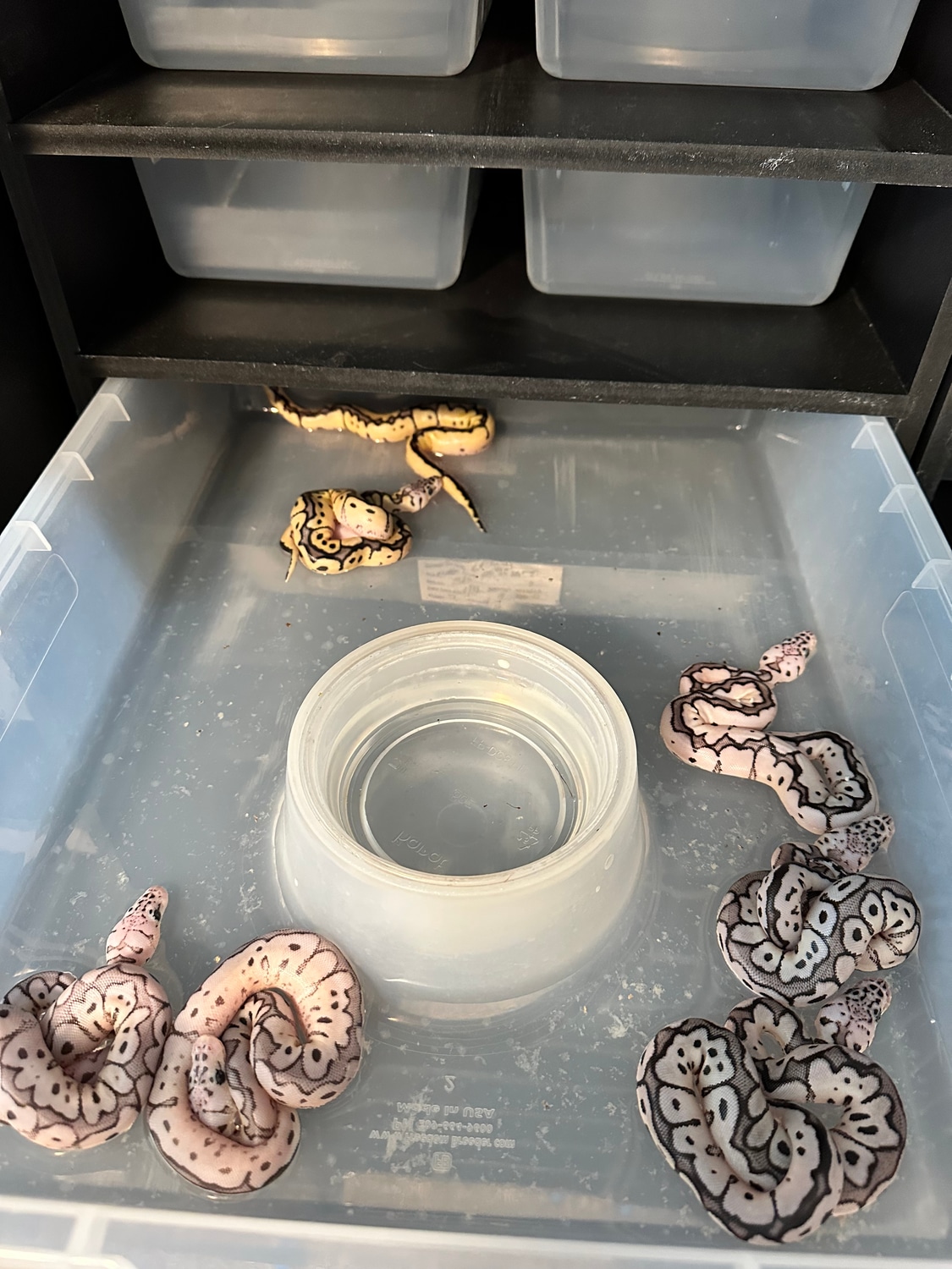 Ball Python Clutch: 2304 by Rubber City Royals LLC - MorphMarket