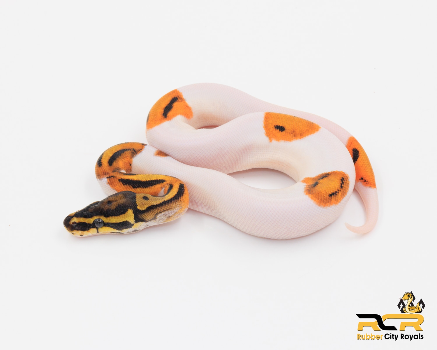 🎃 Emoji Orange Dream Piebald 50% Het Desert Ghost Ball Python by Rubber ...