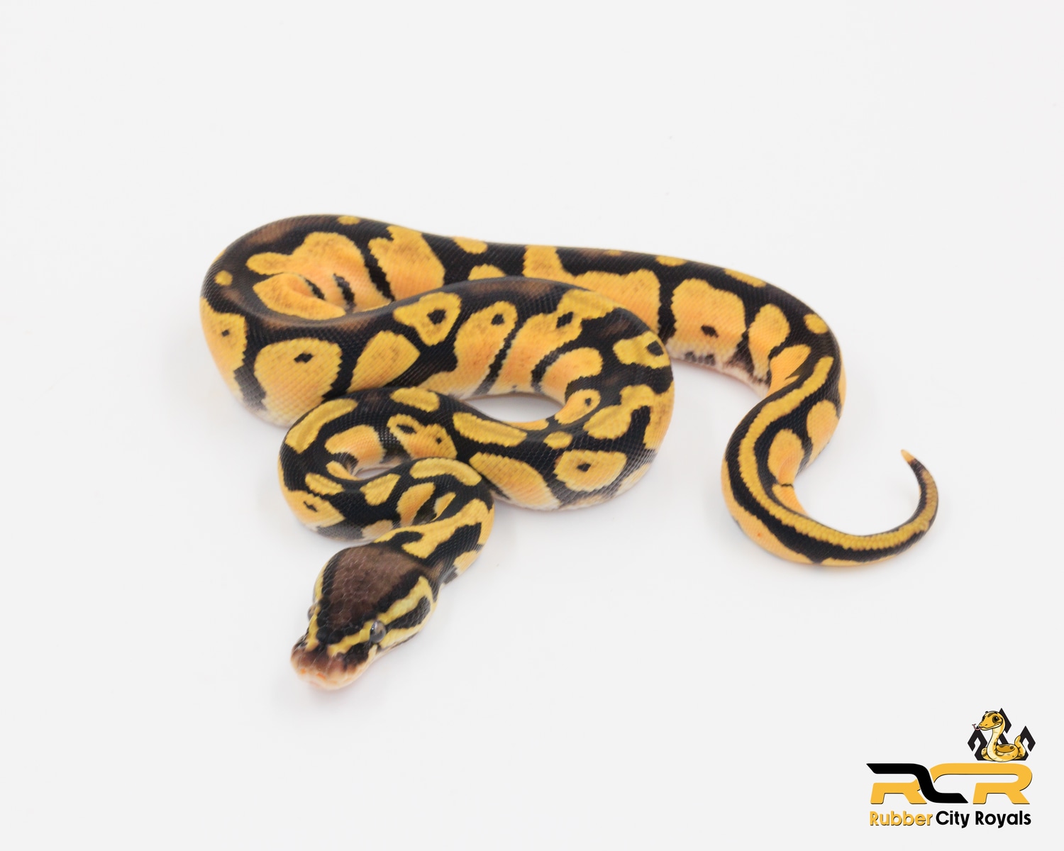 Orange Dream Het Piebald 50% Het Desert Ghost Pos Fire Ball Python by ...