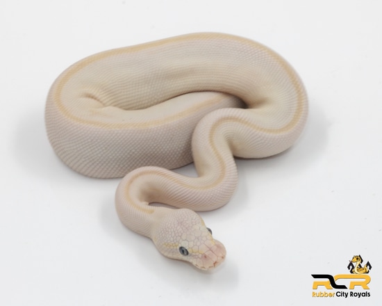 Blue Eyed Lucy (Mystic Lesser) Ball Python by Rubber City Royals LLC