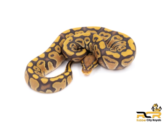 Hypo Dh Clown Piebald Ball Python by Rubber City Royals LLC