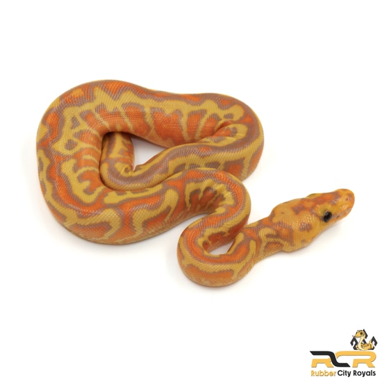 Coral Glow Red Stripe Spotnose Yellow Belly Clown Ball Python by Rubber ...