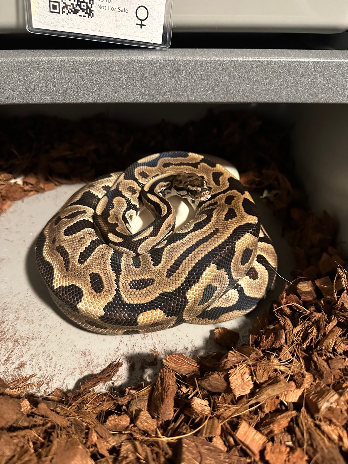 Ball Python Clutch: 2404 by Rubber City Royals LLC - MorphMarket