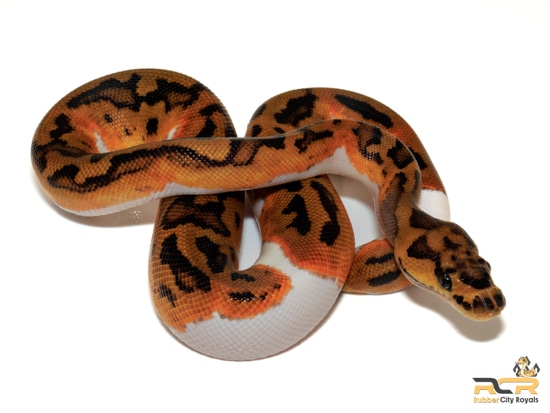 Clown Pied Dh Hypo/Ultramel Ball Python by Rubber City Royals LLC