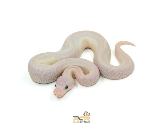 Karma Ball Python by Rubber City Royals LLC