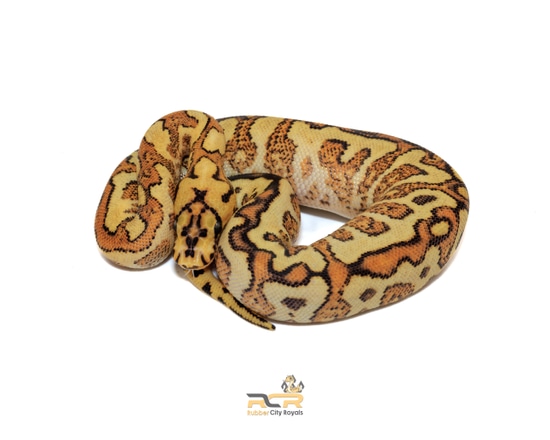 Fire Red Stripe Spotnose Yellow Belly Clown Ball Python by Rubber City ...