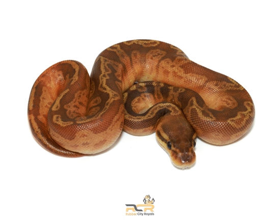 Fire Sunset Het Orange Ghost Ball Python by Rubber City Royals LLC