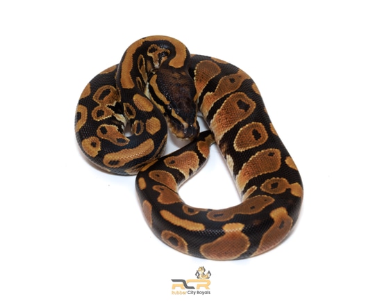 Het Orange Ghost 66% Het Sunset Ball Python by Rubber City Royals LLC