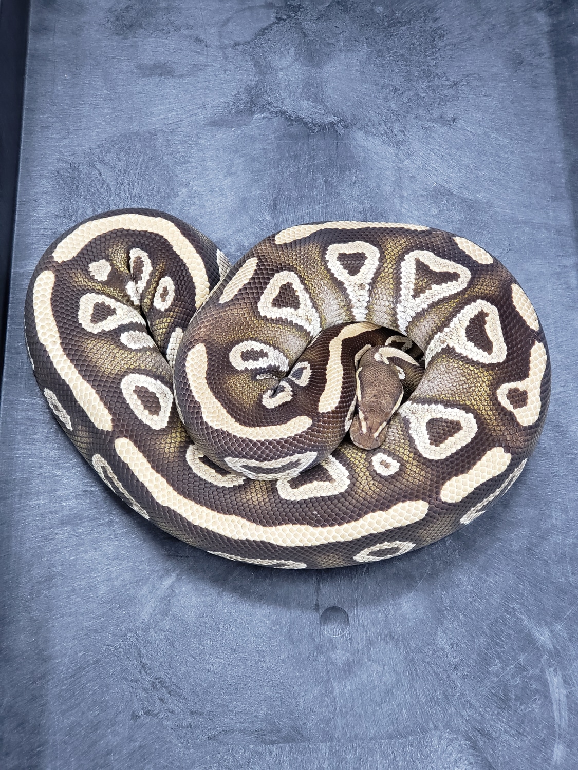 Breeder Mojave Ball Python by Monroe Morphs LLC - MorphMarket
