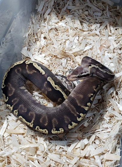 Super GHI Pastel Ball Python by Monroe Morphs LLC