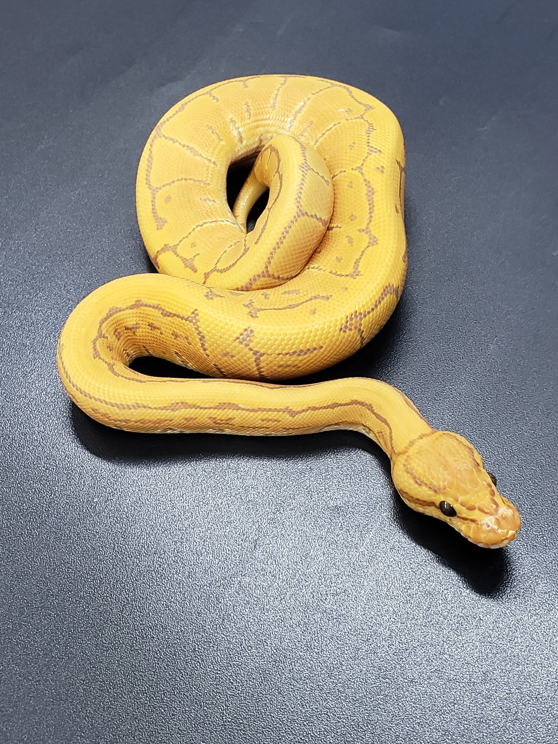 Ultramel Pinstripe Ball Python by Monroe Morphs LLC - MorphMarket