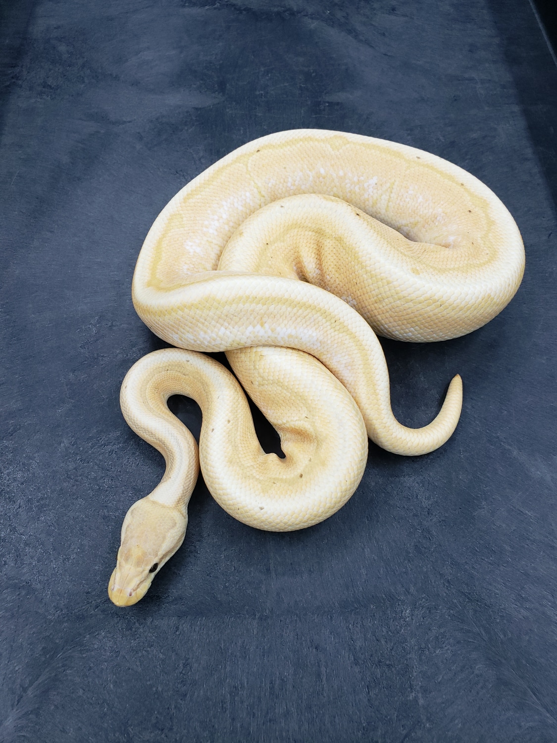 Coral Glow Enchi Cinnamon Pinstripe Pos Yellow Belly Ball Python by ...