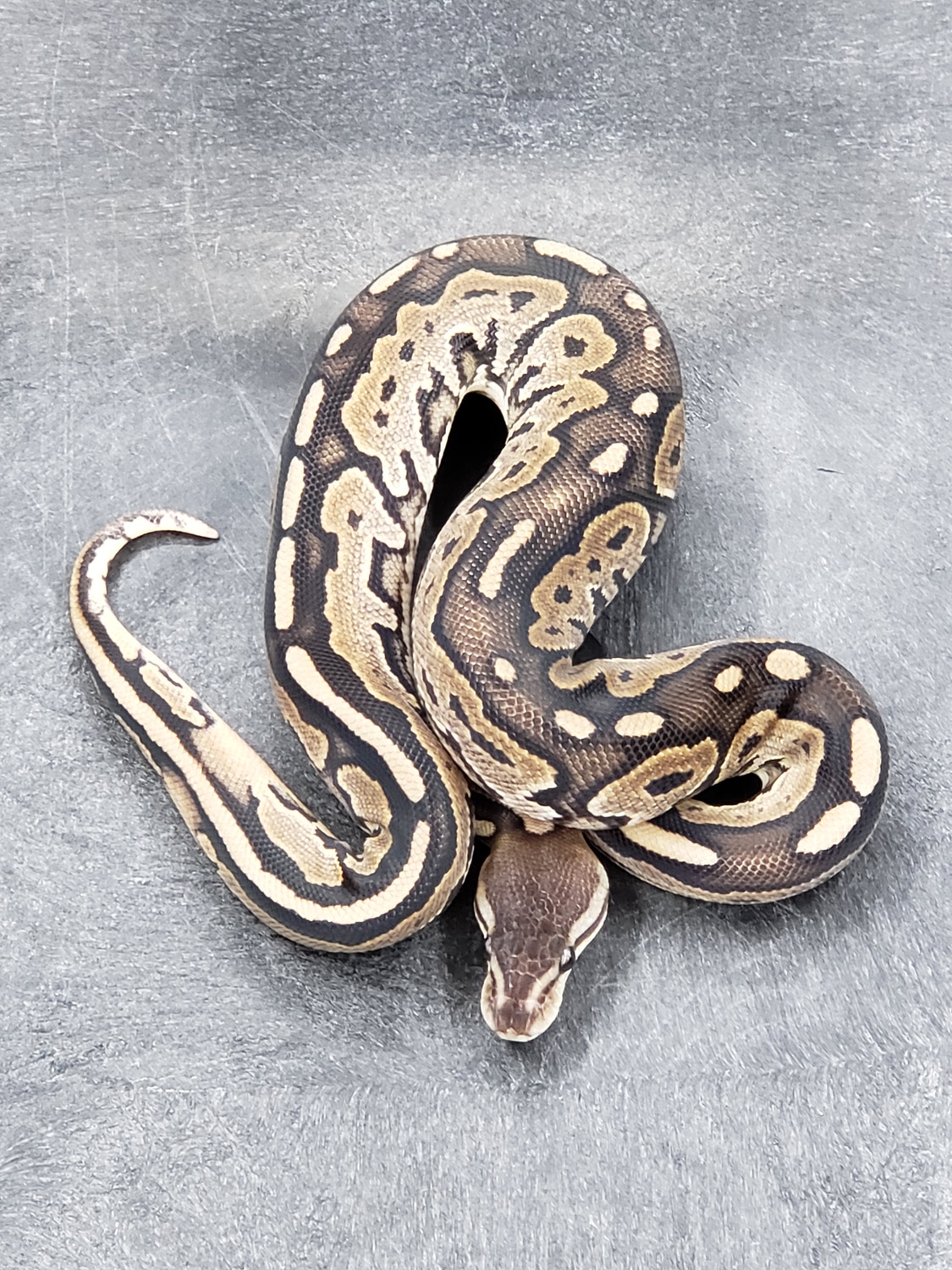 Cinnamon Yellow Belly Pos Het Pied Ball Python by Monroe Morphs LLC ...
