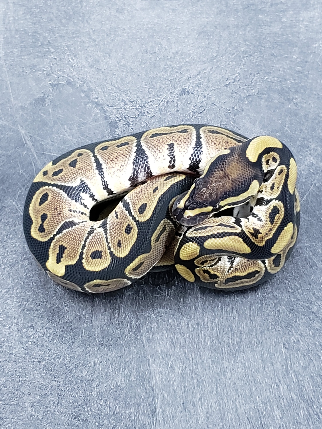 Normal DH Albino/Axanthic (VPI) Ball Python by Monroe Morphs LLC ...