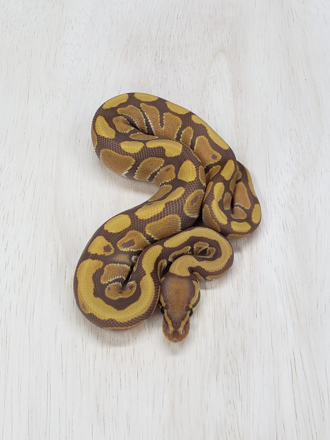 Ultramel 100% Het Caramel Albino Ball Python by Monroe Morphs LLC ...