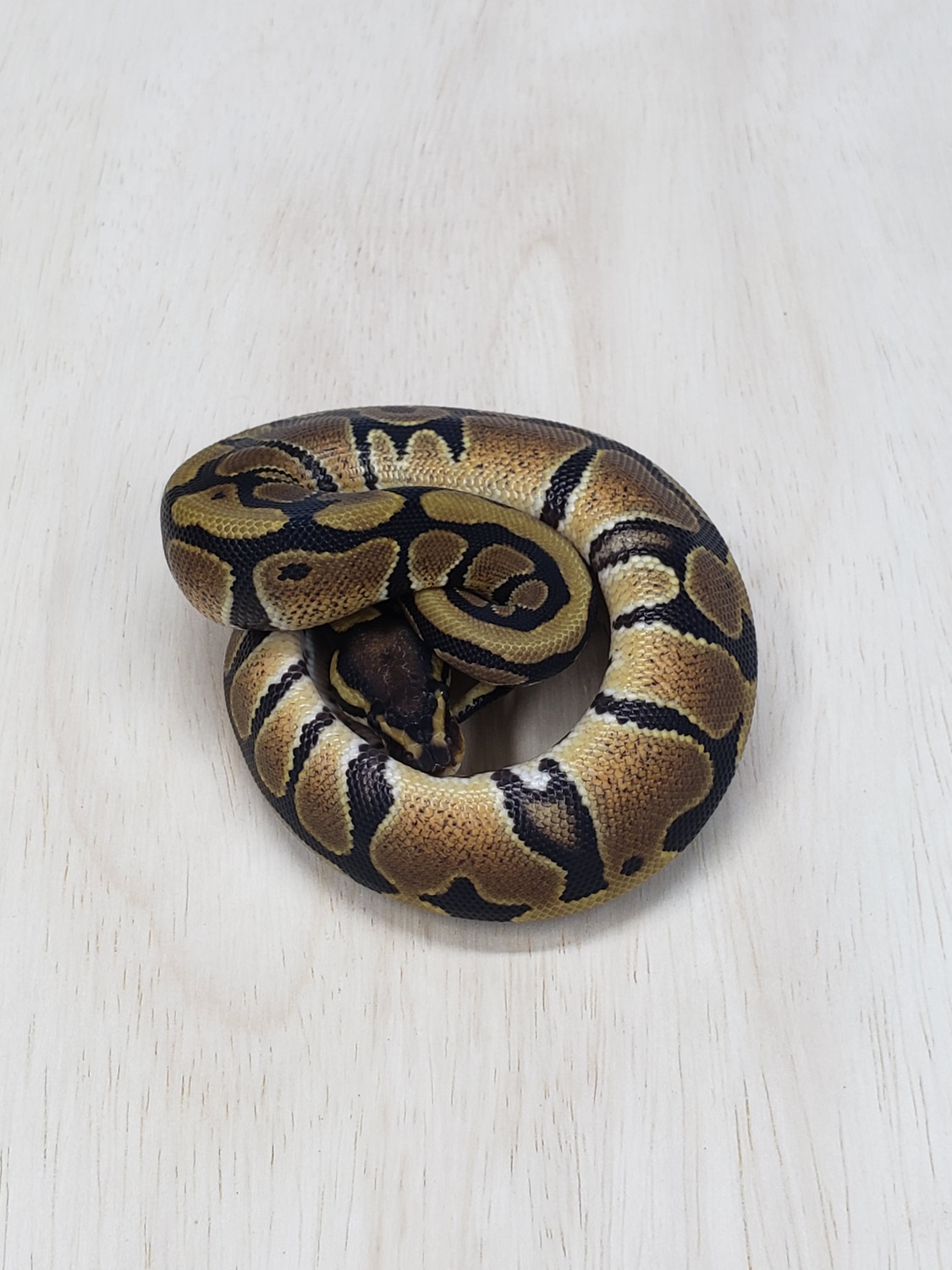 100% DH Ultramel / Caramel Albino Ball Python by Monroe Morphs LLC ...