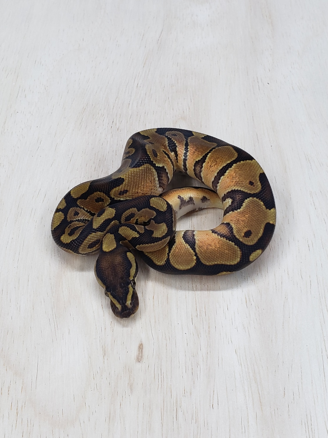 Enchi Orange Dream Ball Python by Monroe Morphs LLC - MorphMarket