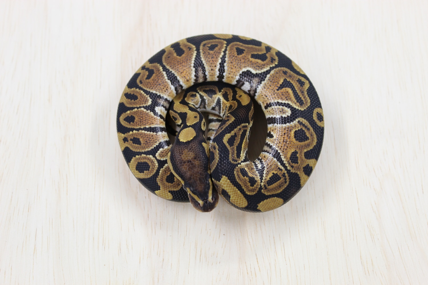 Normal Dh 100% Lavender Albino / 66% Axanthic (Vpi) Ball Python by ...