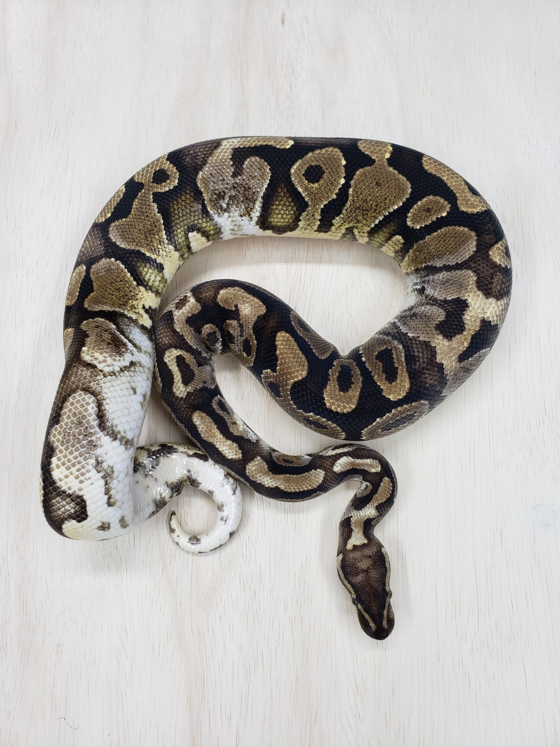 Paradox Dinker Yellowbelly Ball Python by Monroe Morphs LLC - MorphMarket