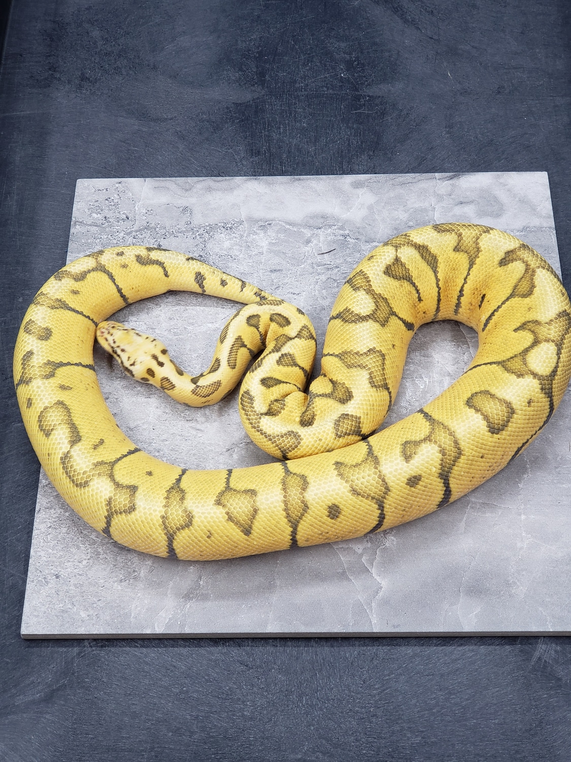 Superfly Woma Ball Python by Monroe Morphs LLC - MorphMarket