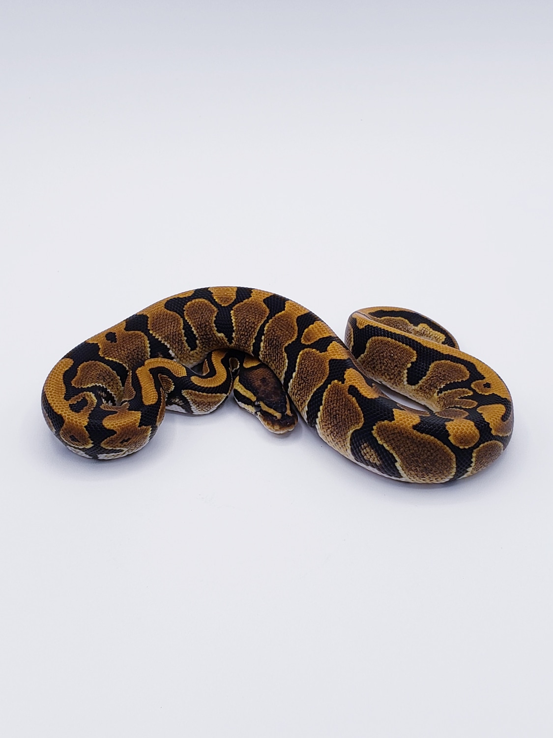 Normal 100% DH Ghost Ultramel 50% Het Pied Pos Het Caramel Albino Ball ...