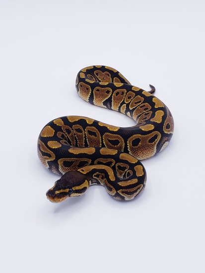 Dinker Ball Python by Monroe Morphs LLC