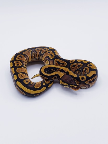 Dinker Yellowbelly Ball Python by Monroe Morphs LLC