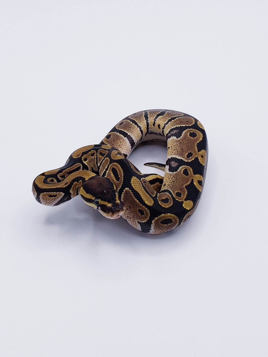 Normal DH Axanthic (VPI) / Pied 50% Het Albino Ball Python by Monroe ...