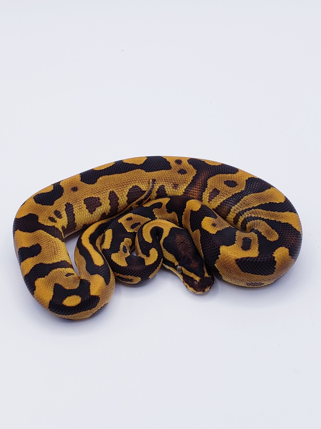 Leopard Enchi Yellowbelly TH Hypo/Pied/Ultramel Ball Python by Monroe ...