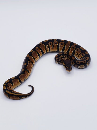 Normal Het Pied Ball Python by Monroe Morphs LLC