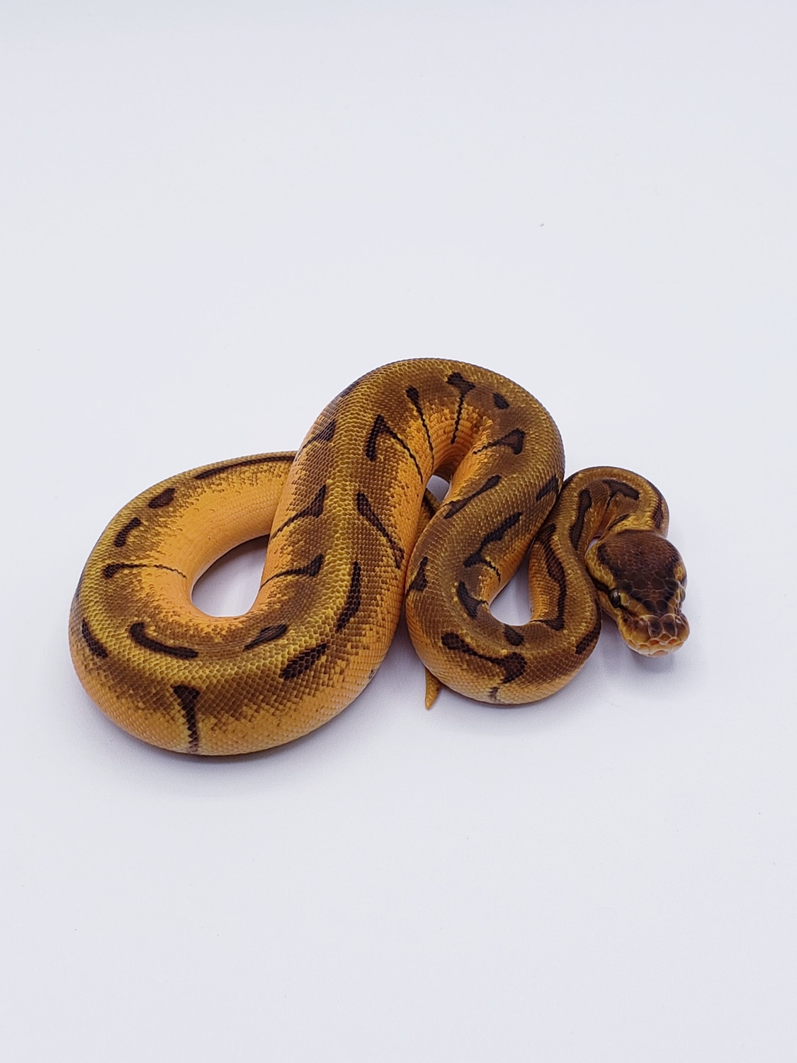 Enchi Orange Dream Pinstripe Het Pied Ball Python by Monroe Morphs LLC ...