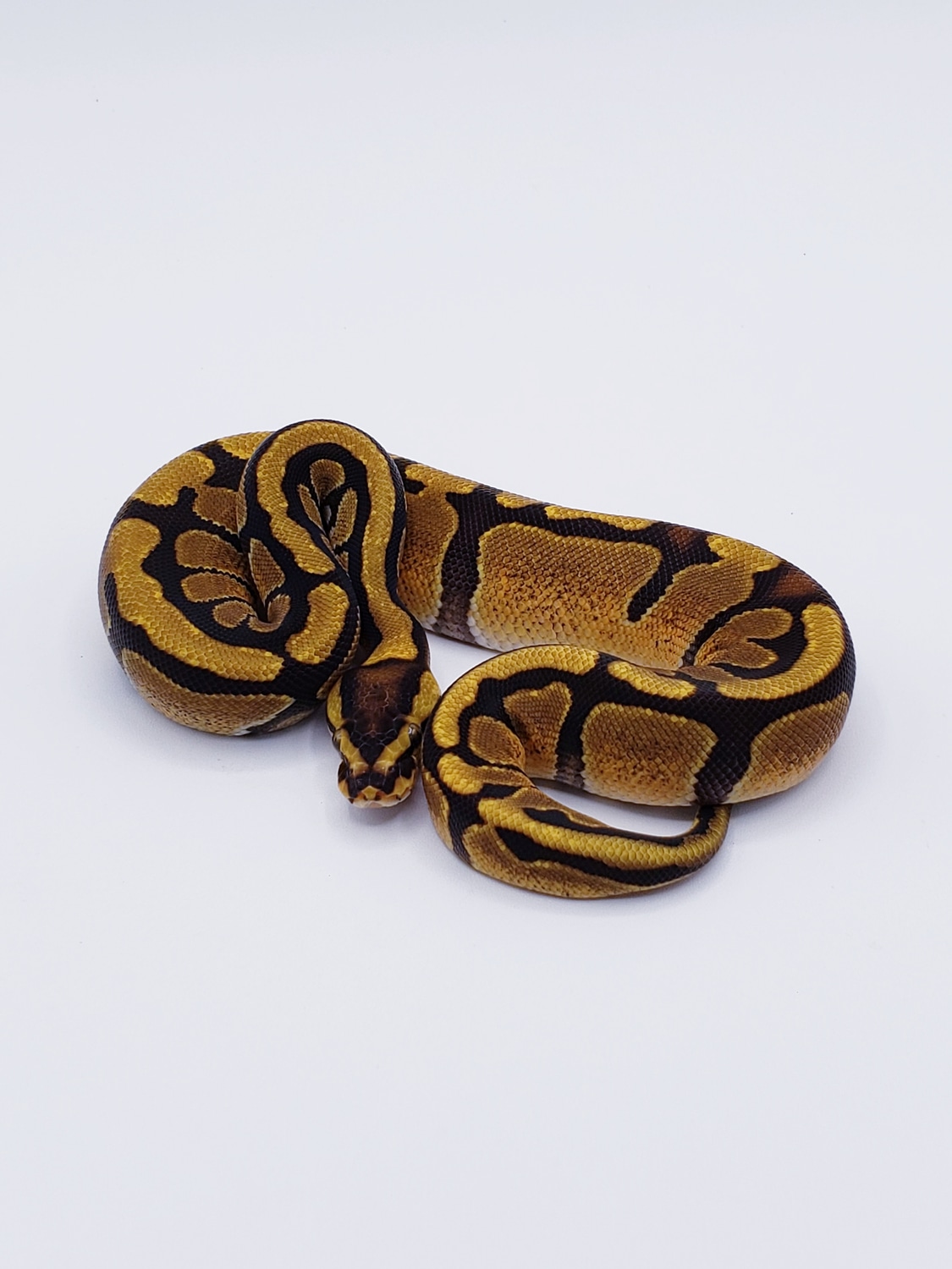 Enchi DH Burgundy Albino (Ultramel) Clown Ball Python by Monroe Morphs ...