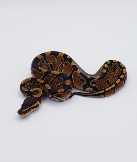 Dinker Normal Ball Python by Monroe Morphs LLC