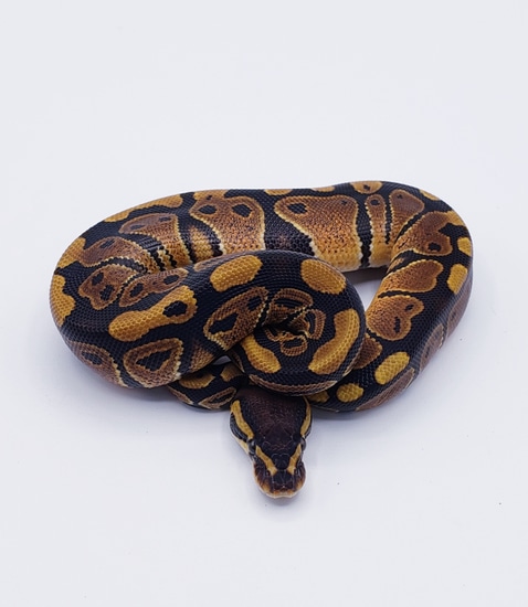 Dinker Normal Ball Python by Monroe Morphs LLC