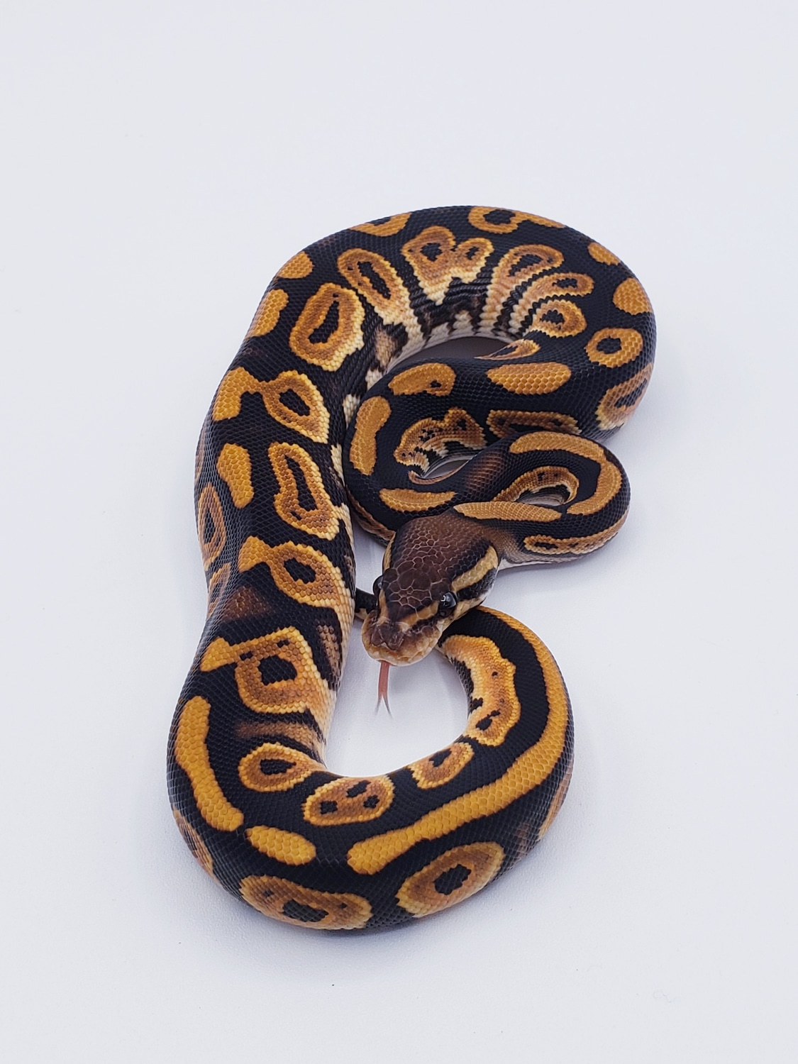 Black Pastel Orange Dream Ball Python by Monroe Morphs LLC - MorphMarket