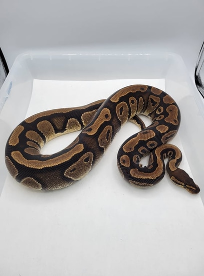 Dinker Harlequin Breeder Ball Python by Monroe Morphs LLC