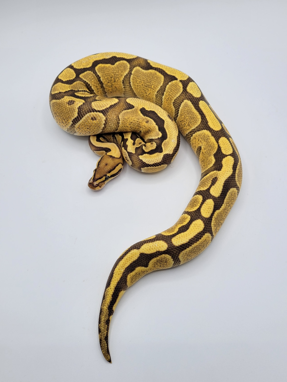 Enchi Fire Or Vanilla Ball Python by Monroe Morphs LLC - MorphMarket