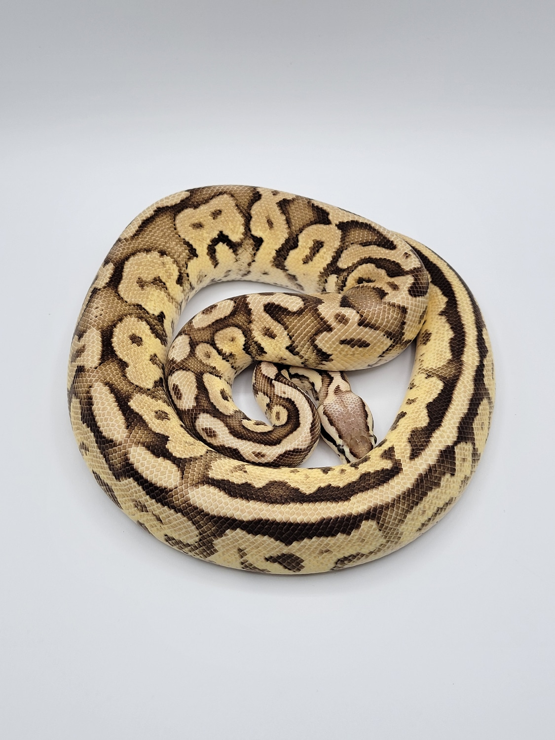 Firefly Triple Het Axanthic (VPI) / Lavender Albino / Pied Ball Python by Monroe Morphs LLC ...