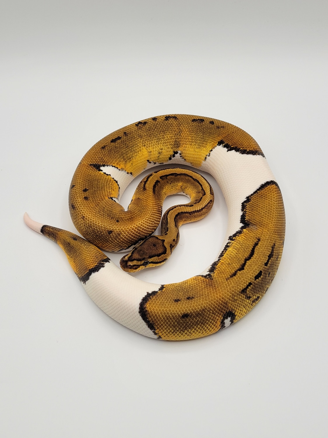 Pinstripe Pied Ball Python by Monroe Morphs LLC - MorphMarket