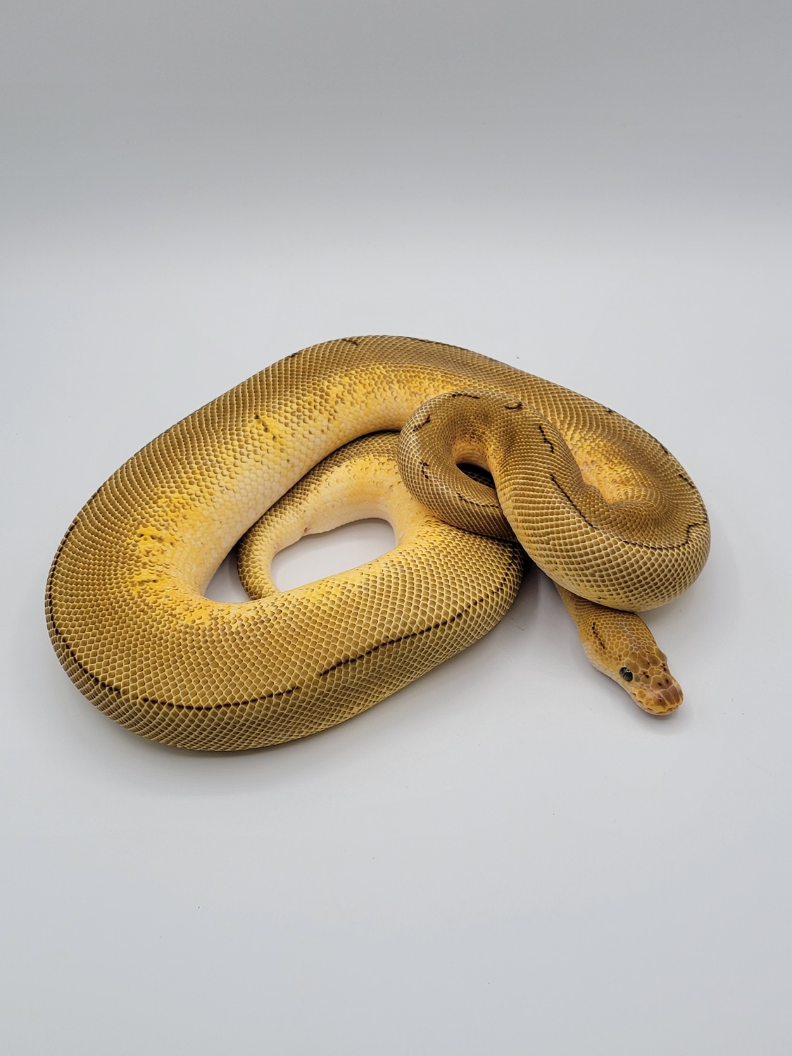 Blade Enchi Spinner Clown Ball Python by Monroe Morphs LLC - MorphMarket