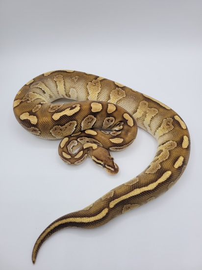 Butter Shredder Ball Python by Monroe Morphs LLC