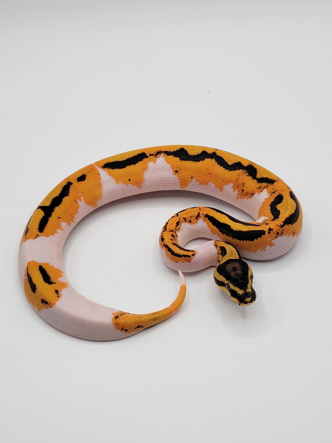 Orange Dream Yellow Belly Pied Ball Python by Monroe Morphs LLC - MorphMarket