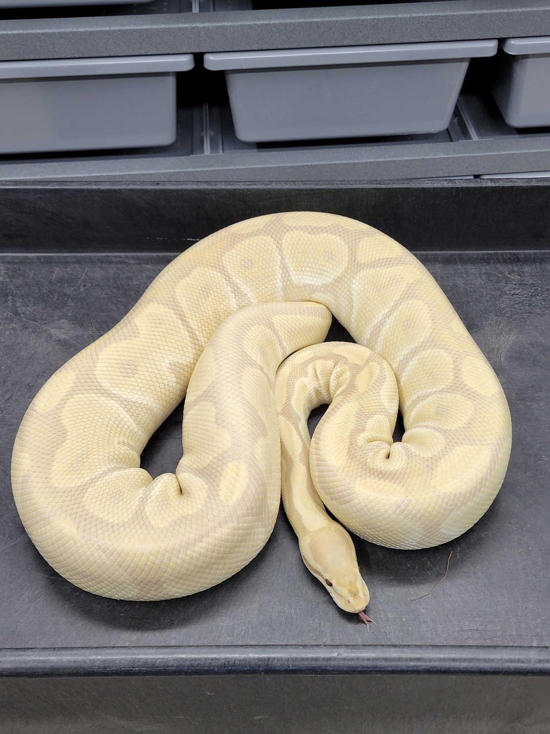 Shipped! Lavender Albino Het Axanthic (VPI) Breeder Ball Python by ...